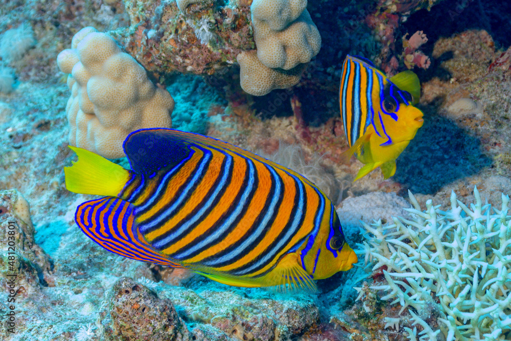 Colorful royal angelfish swimming in coral reef Stock Photo | Adobe Stock