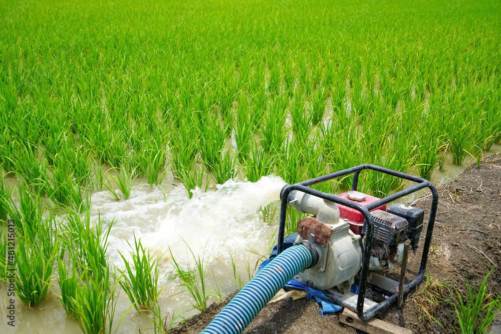 Irrigation of rice fields using pump wells with the technique of ...