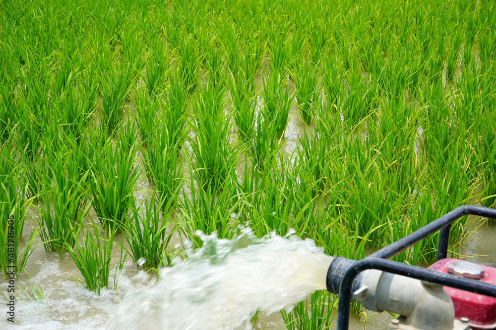 Irrigation of rice fields using pump wells with the technique of ...