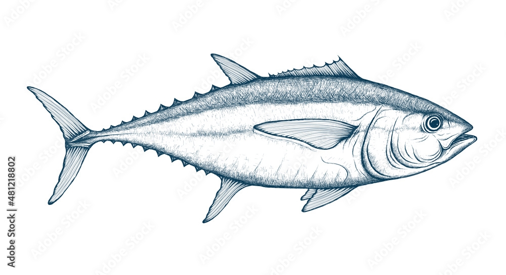 Tuna fish vector sketch. Bigeye, yellowfin, albacore tuna. Ocean fish ... Tuna fish vector sketch. Bigeye, yellowfin, albacore tuna. Ocean fish ...