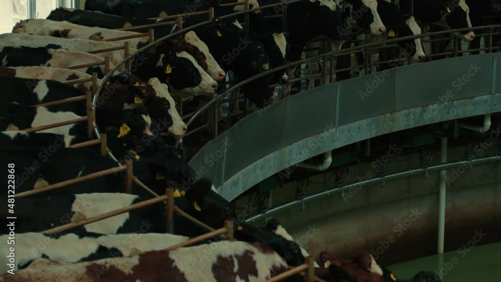 Process milking dairy cows on round milking machine. Automated ...