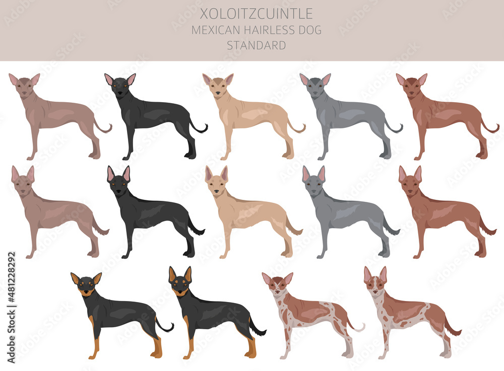 Xoloitzcuintle, Mexican hairless dog standard clipart. Different poses ...