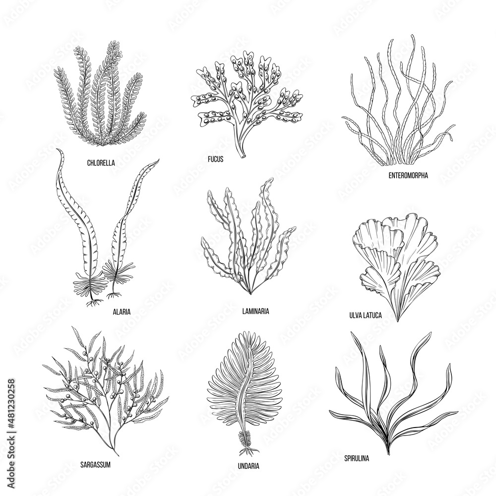 Hand drawn algae black set on white background. Vector illustration ...
