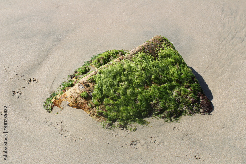 Beach Sand Life Stock Photo | Adobe Stock