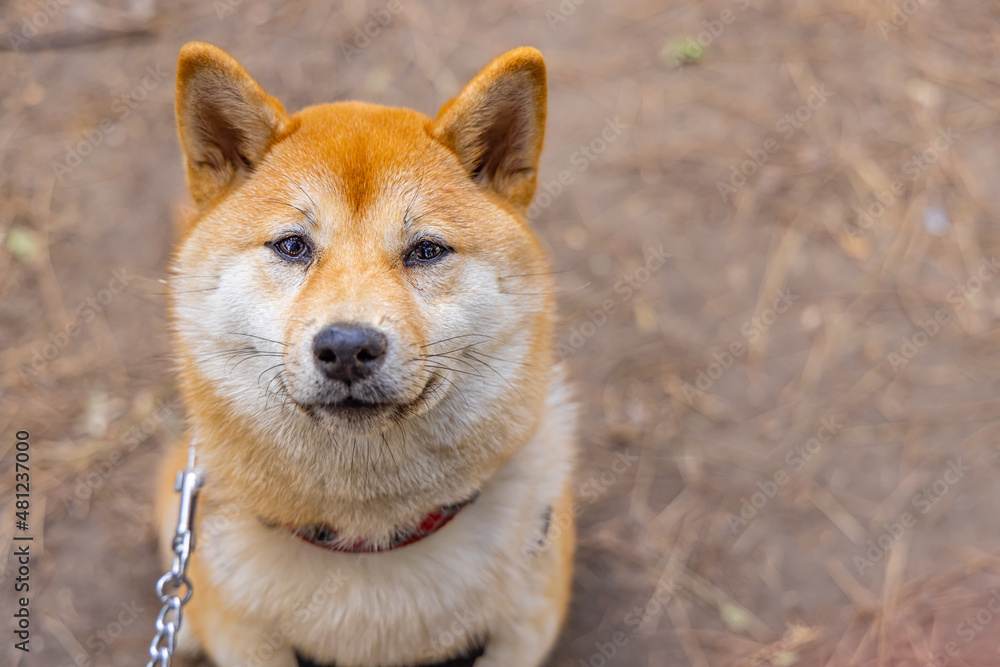 Close up snout view of an adorable red Shiba Inu dog sitting outdoors ...