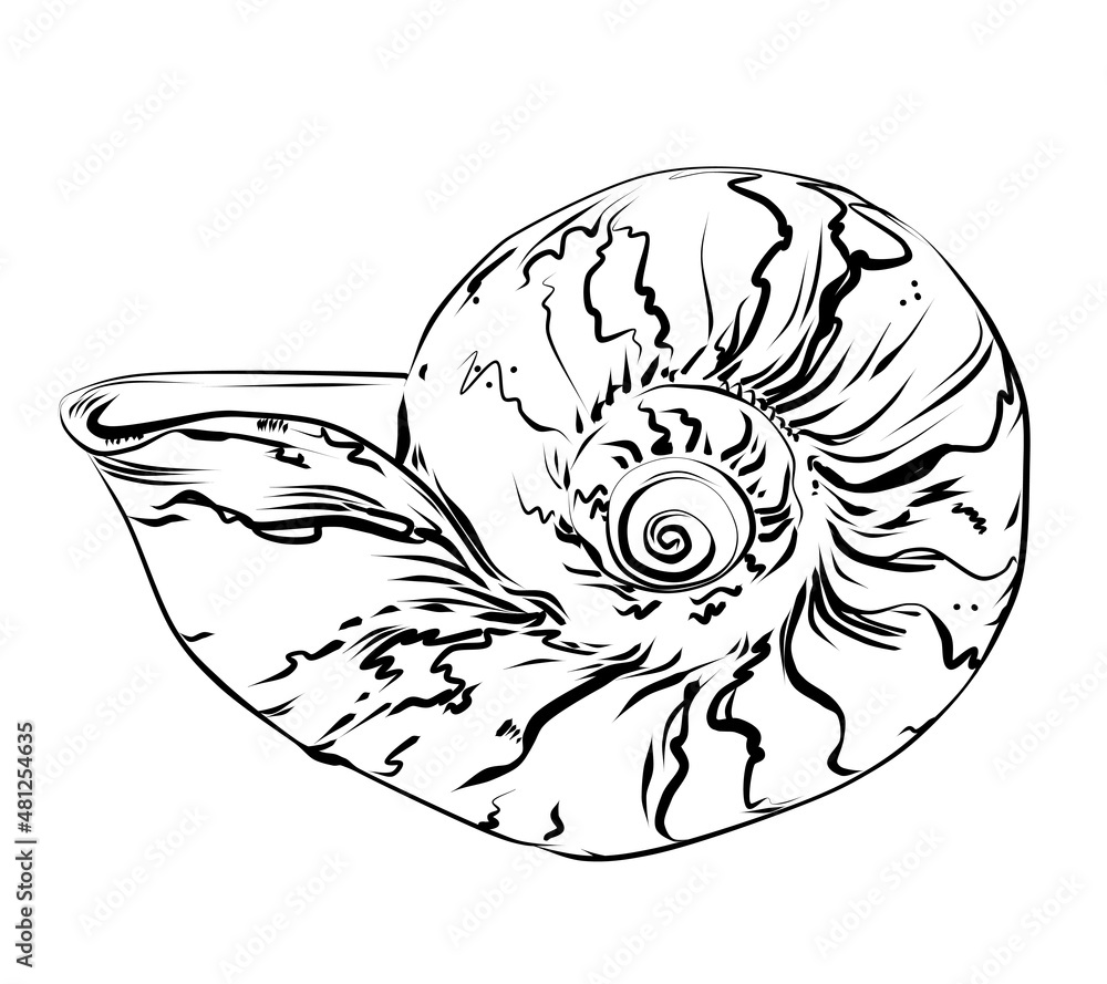 Seashell. Vector Hand draw black and white clip art isolated on ...