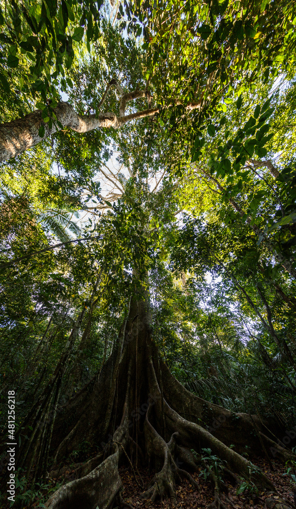 Roots of the Lupuna tree in the Amazon rainforest of Peru Stock Photo ...
