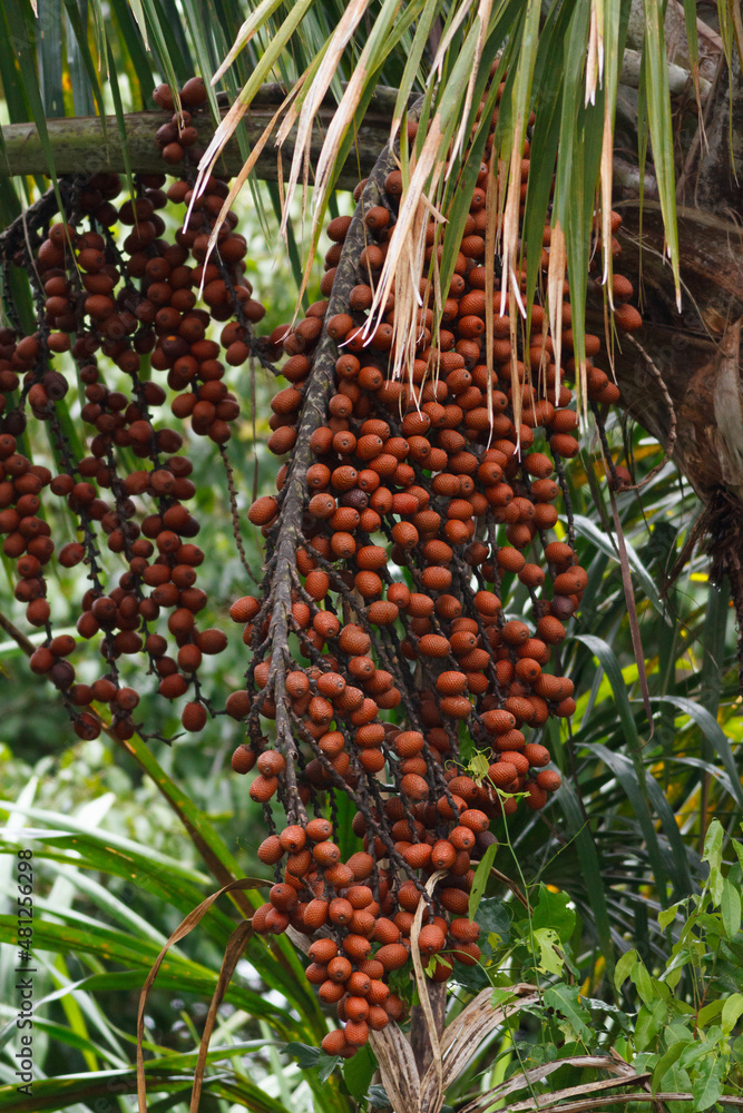 Buriti fruit tree of the amazon jungle Stock Photo | Adobe Stock