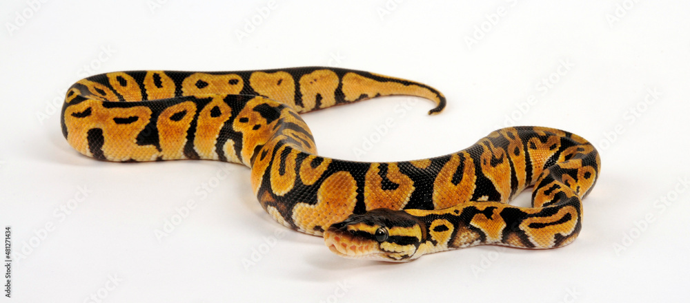 Königspython // Ball python (Python regius) - Pastel colour morph Stock ...