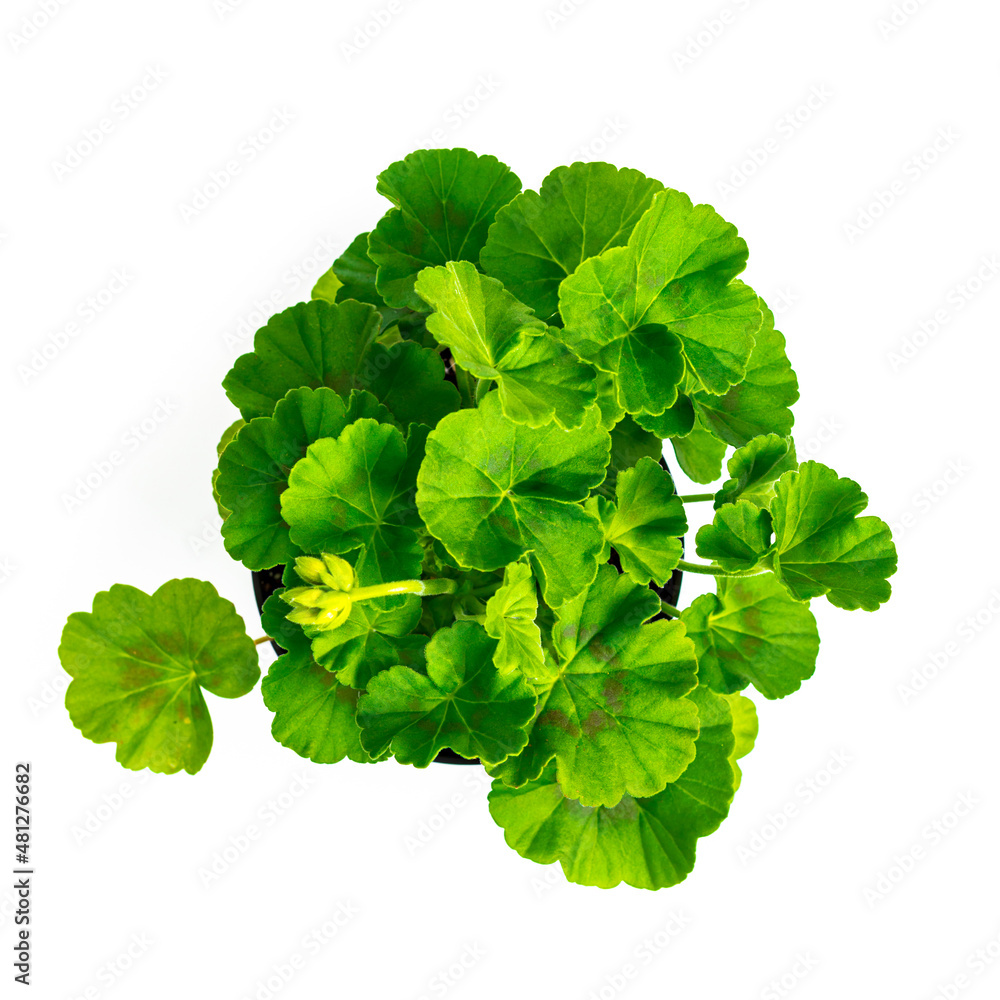 Geraniums Seedling in Pot Ready for Planting for Spring Landscaping on ...