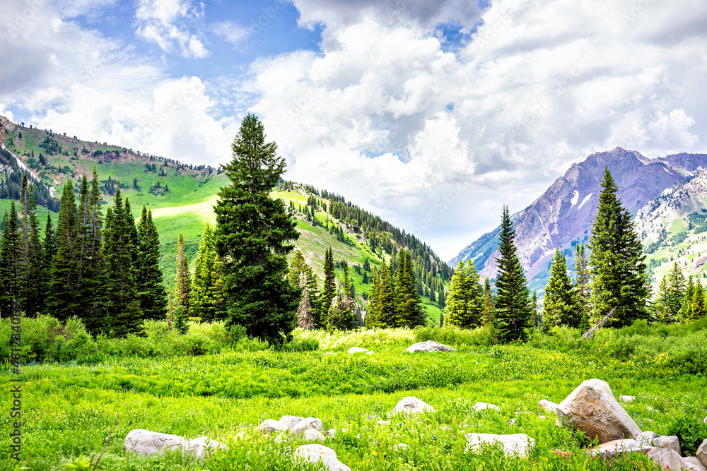 Albion Basin, Utah landscape view of green coniferous trees in lush ...