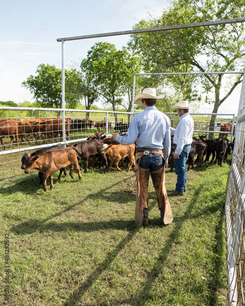 Rancher and cowboy counting calves coming into the cowyard for ...