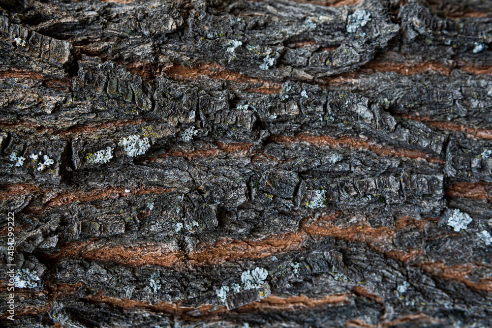 Tree bark macro texture, aged wood, cracks on the tree, old tree in the ...