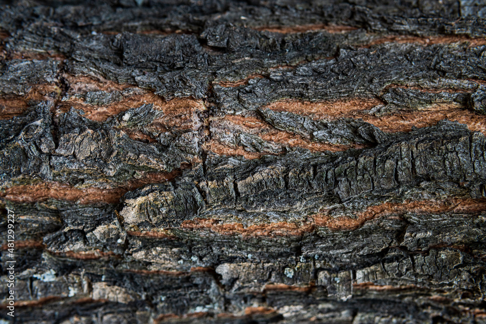 Tree bark macro texture, aged wood, cracks on the tree, old tree in the park photo background ...