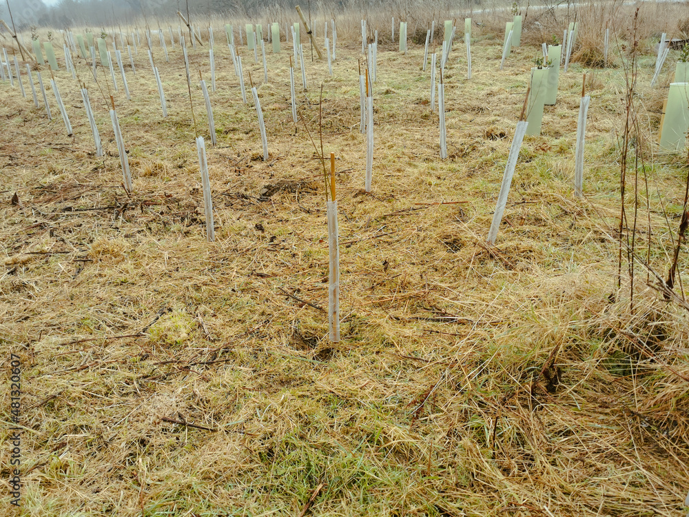Culture of tree saplings meant for reforestation Stock Photo | Adobe Stock