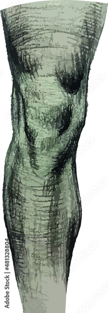 knee anatomy vector hand drawn Stock Vector | Adobe Stock