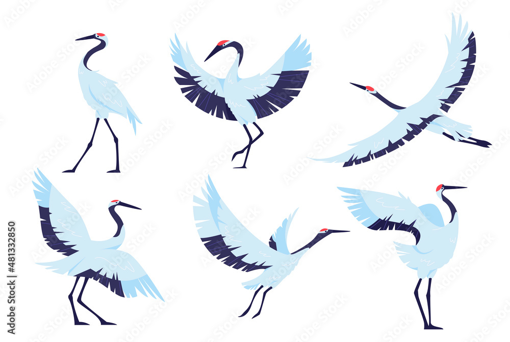 Asian Cranes Birds