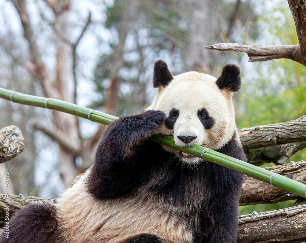 Panda géant du Zooparc de Beauval (France) Stock Photo | Adobe Stock