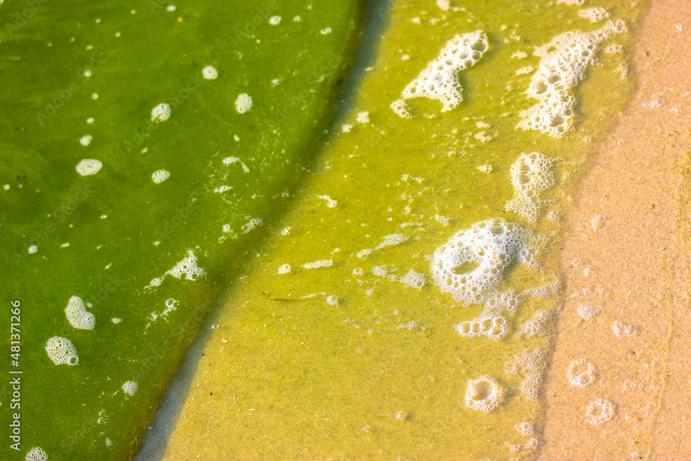 Algae on sandy beach, shore of river. Water blooming flowering in ...