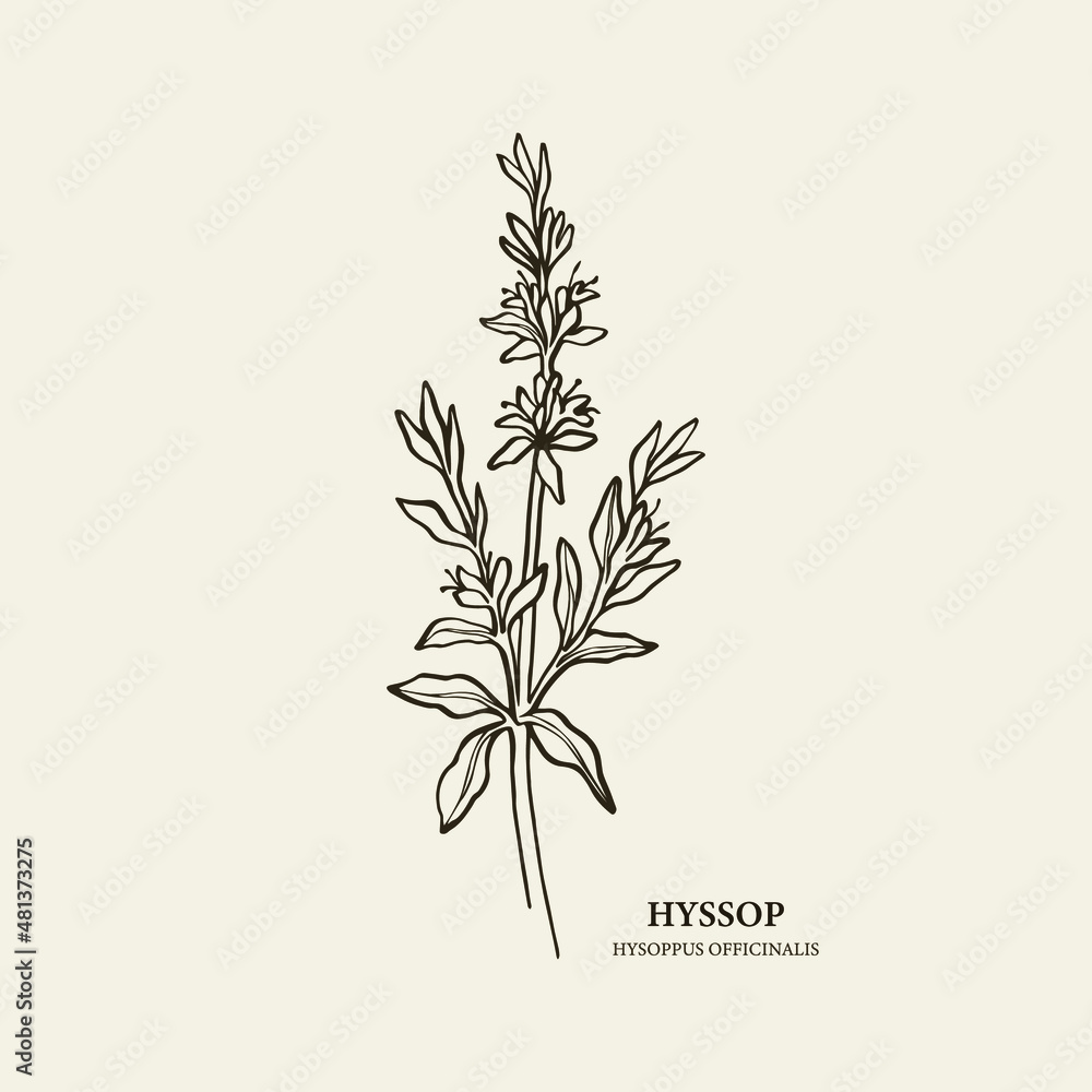 Vetor de Hand drawn hyssop branch illustration do Stock | Adobe Stock Vetor de Hand drawn hyssop branch illustration do Stock | Adobe Stock