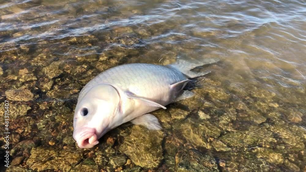 Living Smallmouth buffalo (Ictiobus bubalus) breathing on rocky ...