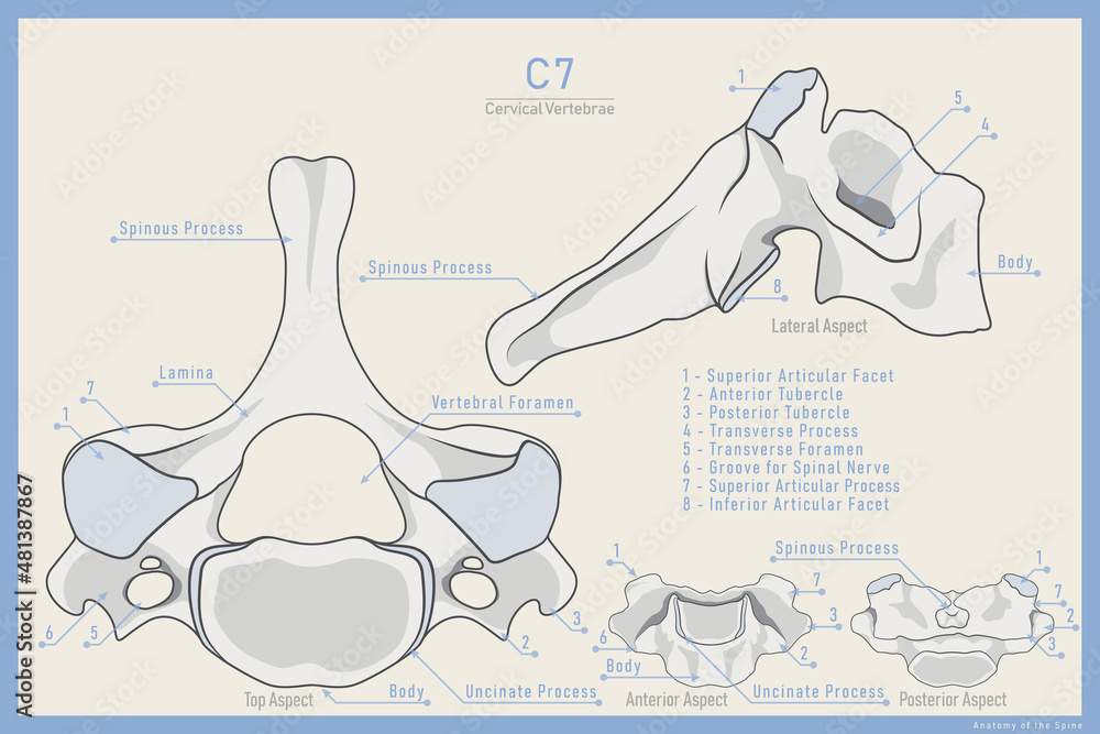 Anatomy of the 7th Cervical Vertebra. Vertebra Prominens C7. Anterior ...
