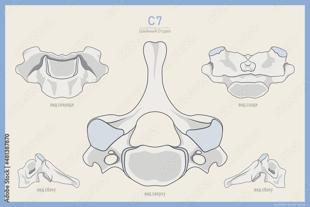 Anatomy of the 7th Cervical Vertebra on Russian. Vertebra Prominens C7 ...