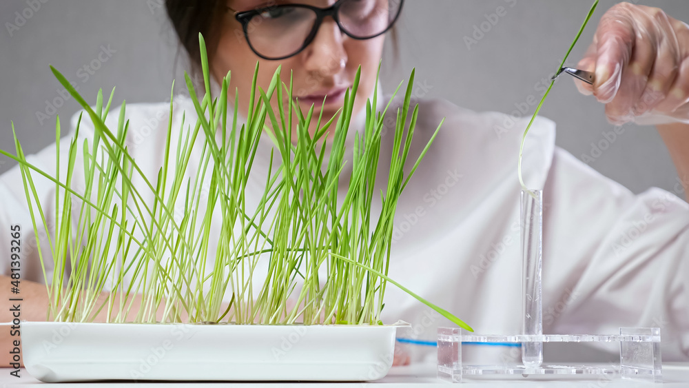 Lady laboratory worker in robe with glasses puts grass stem in glass ...