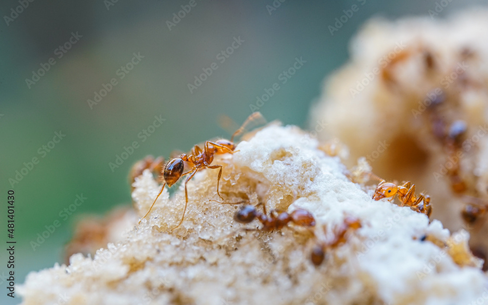 Red imported fire ant,Action of fire ant Stock Photo | Adobe Stock