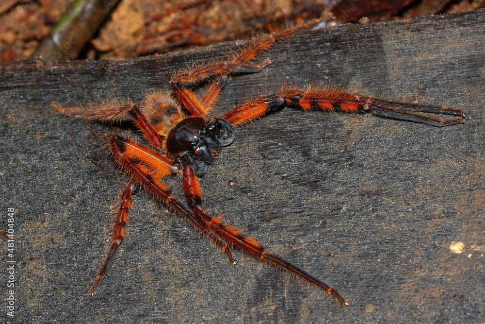 Rhitymna pinangensis - an orange huntsman spiders male from rainforest ...