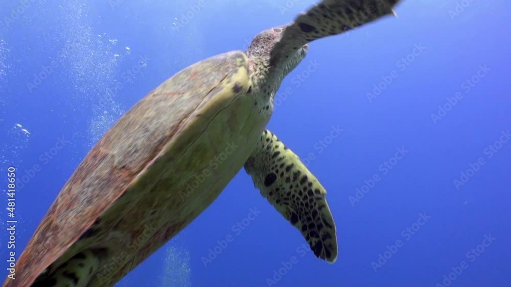 Vidéo Stock Sea tortoise turtle on background colorful corals ...