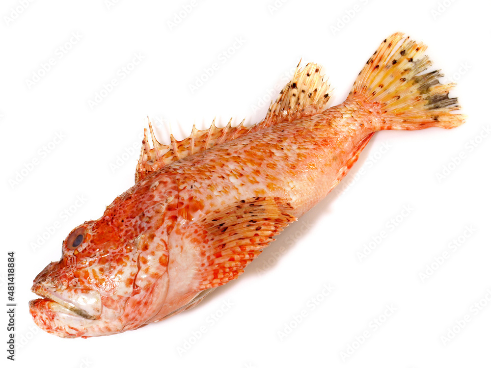 Red Dragon Head Fish isolated on white Background - Scorpion Fishes ...