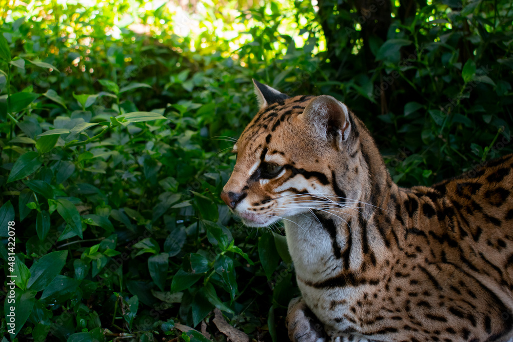 Leopardus tigrinus, tigrillo en su hábitat natural en un día soleado ...