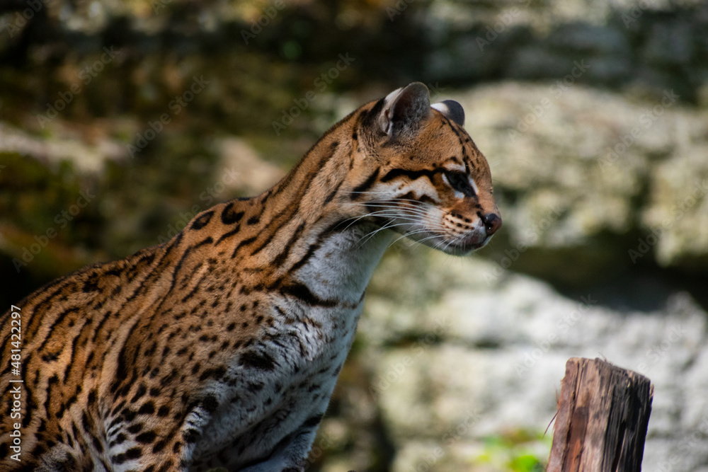 Leopardus tigrinus, tigrillo en su hábitat natural en un día soleado ...