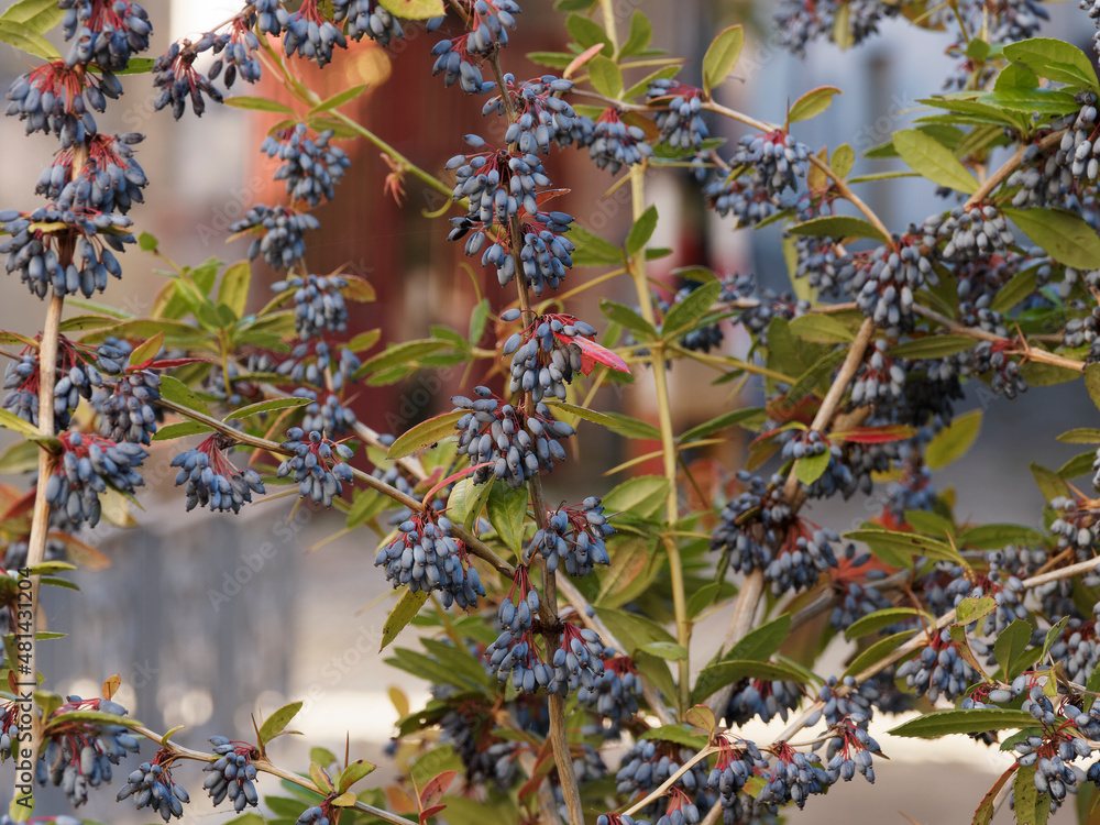 Wintergreen Barberry or berberis julianae grown for barrier edges, its ...