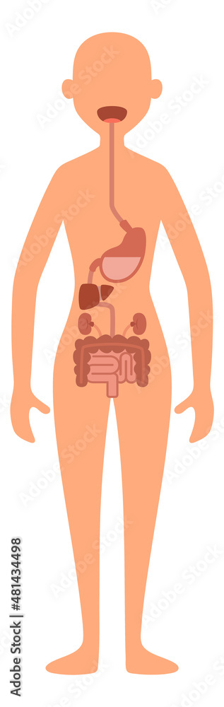 Digestive system illustration. Female body anatomy map Stock Vector ...