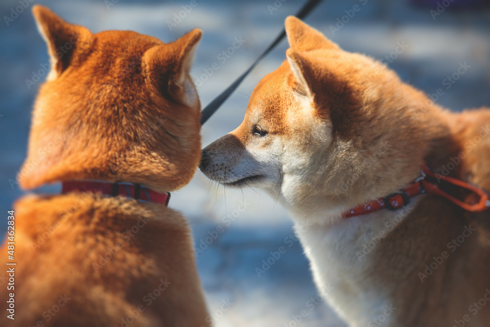 Shiba inu Japanese dog, beautiful portrait of two red grown up adult ...