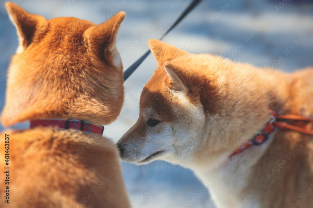Shiba inu Japanese dog, beautiful portrait of two red grown up adult ...