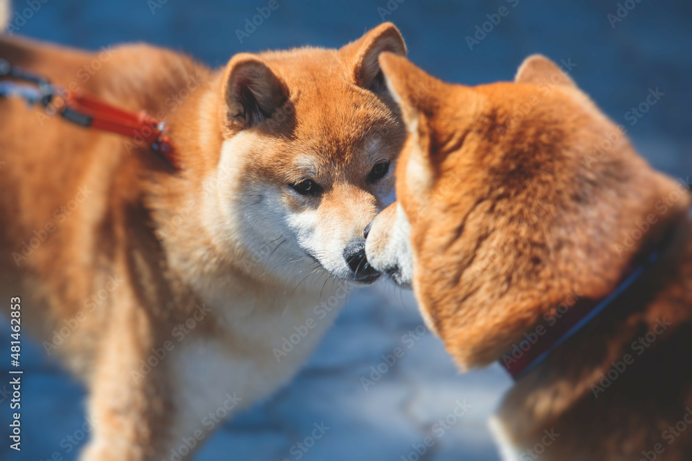 Shiba inu Japanese dog, beautiful portrait of two red grown up adult ...