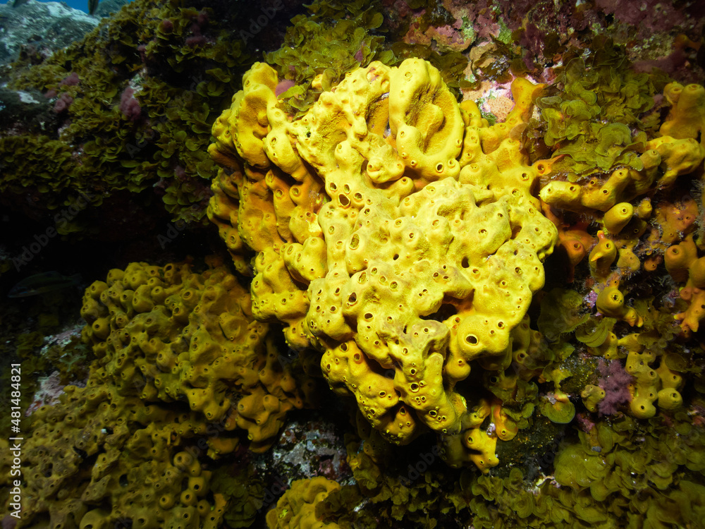 Underwater shot of a yellow tube sponge, aplysina aerophoba, filtering ...