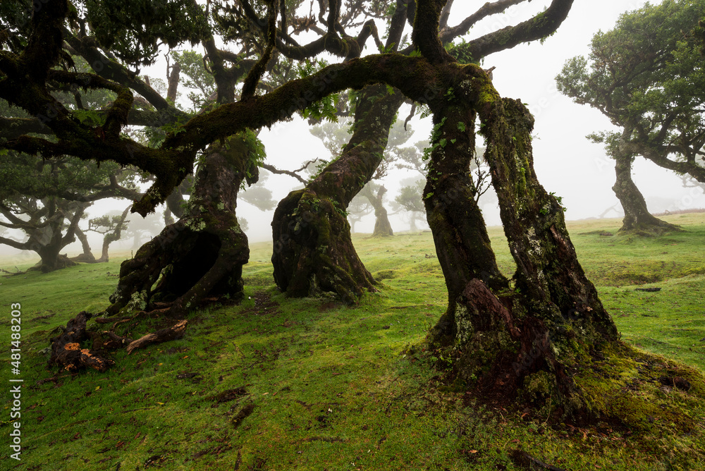 Gnarled trunks of beautiful old stinkwood laurel trees (Ocotea foetens ...