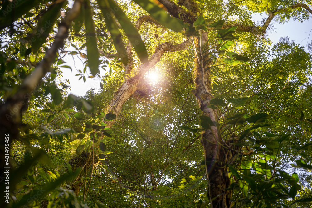 sunlight shining through rainforest - Rainforest, Tikal, Guatemala ...
