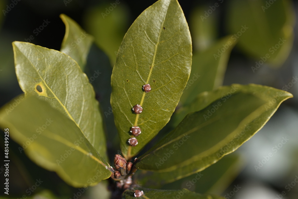 Ceroplastes rubens are parasitic on laurels. . Scale insects are small ...