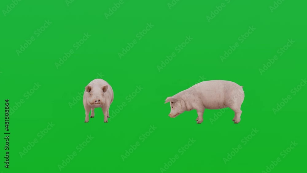 3D Animation Pig on green screen,chroma key,Isolated visual effect ...