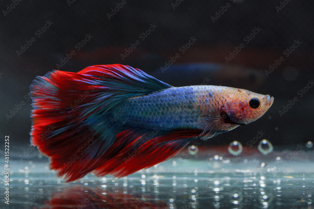 beautiful little betta fish, betta fish on plain background Stock Photo ...