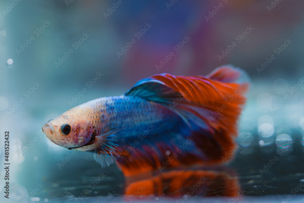 beautiful little betta fish, betta fish on plain background Stock Photo ...