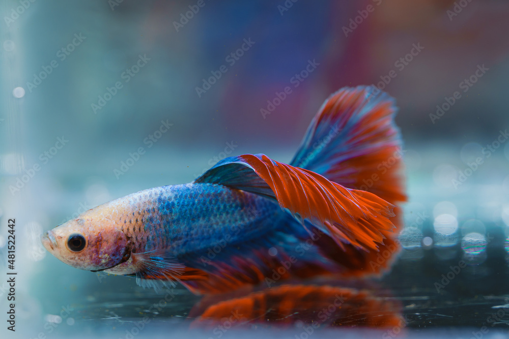 beautiful little betta fish, betta fish on plain background Stock Photo ...