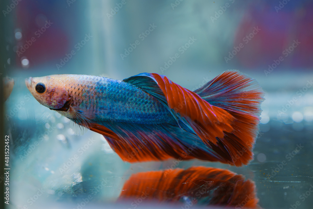 beautiful little betta fish, betta fish on plain background Stock Photo ...