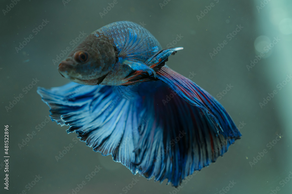 beautiful little betta fish, betta fish on plain background Stock Photo ...