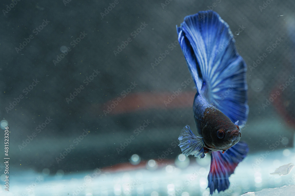 beautiful little betta fish, betta fish on plain background Stock Photo ...
